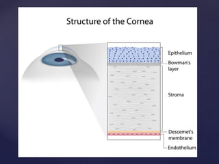 Corneal physiology... | PPTX