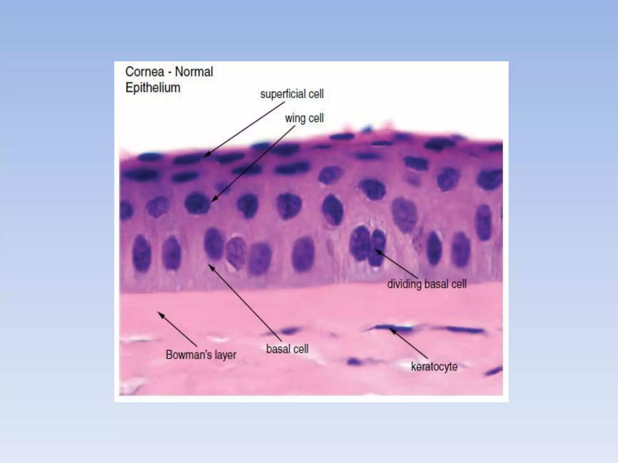 Cornea Anatomy and Physiology | PDF