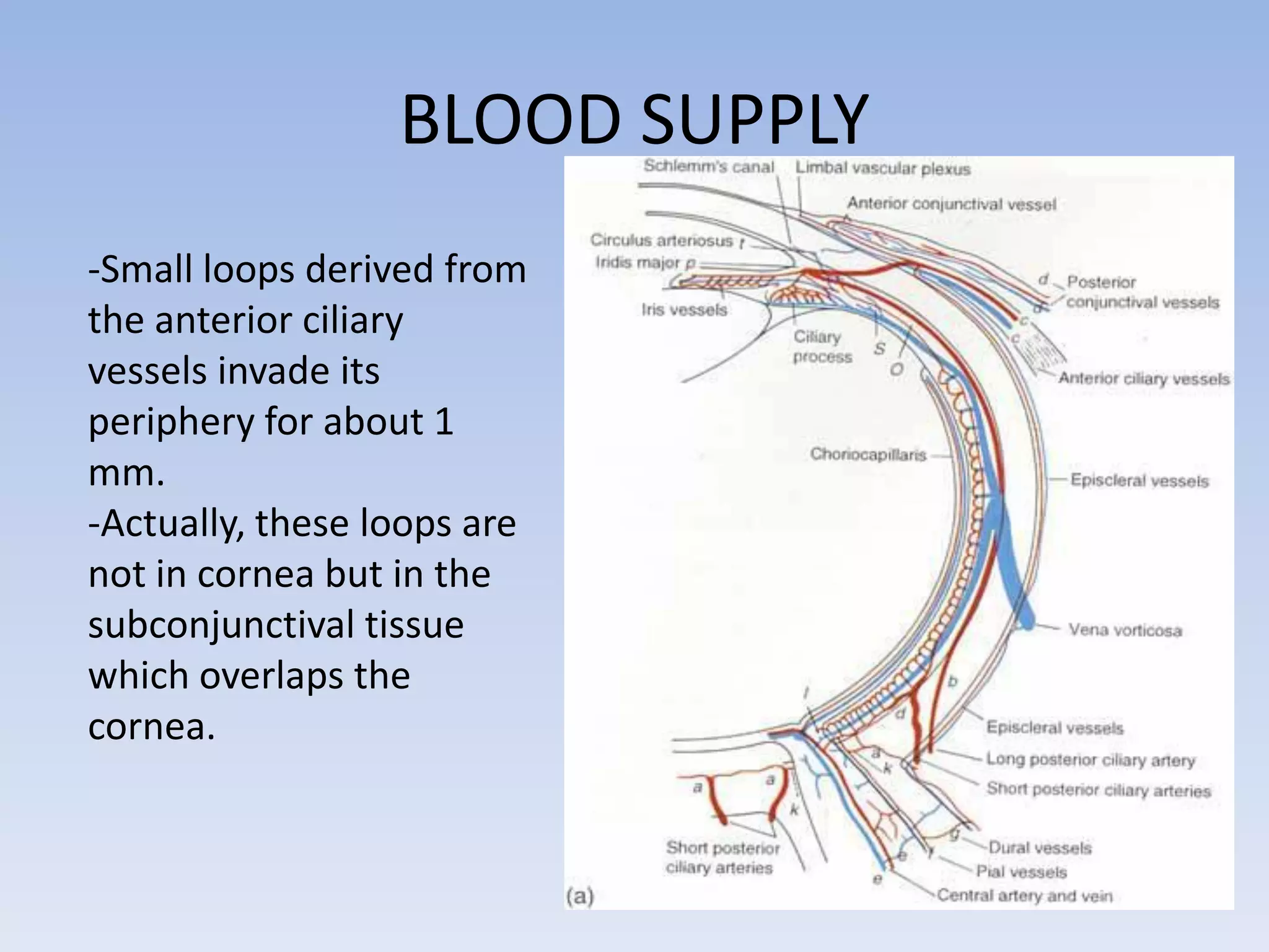 Cornea Anatomy and Physiology | PDF