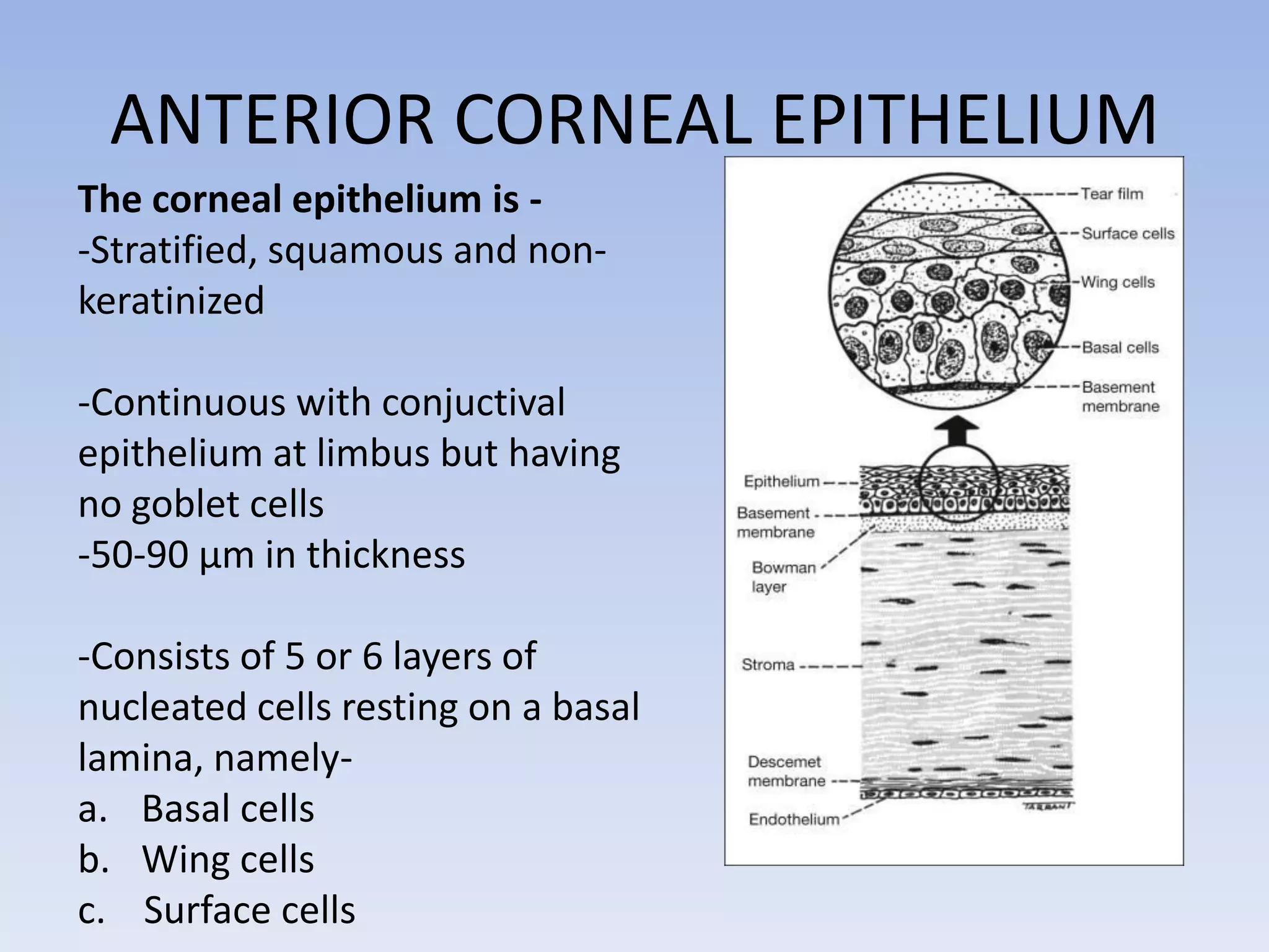 Cornea Anatomy and Physiology | PDF