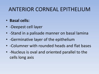 Cornea Anatomy and Physiology | PPT