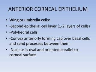 Cornea Anatomy and Physiology | PPT