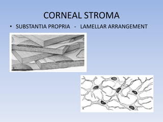 Cornea Anatomy and Physiology | PPT