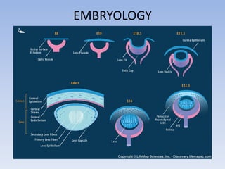 Cornea Anatomy and Physiology | PPT