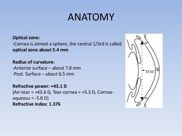 Cornea Anatomy and Physiology