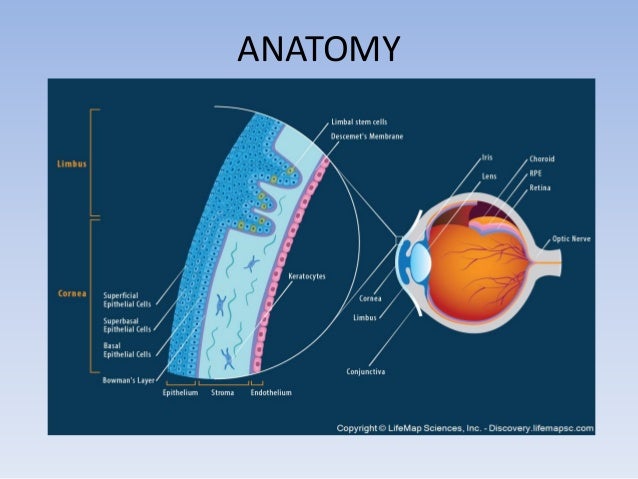 Cornea Anatomy and Physiology