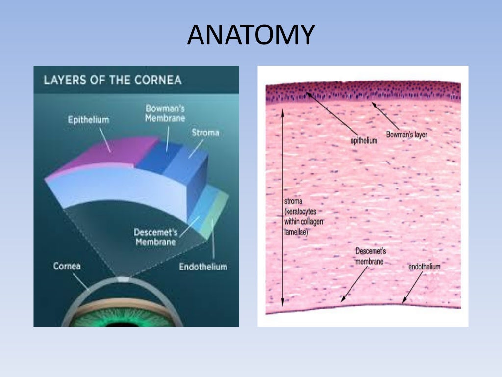 Cornea Anatomy and Physiology