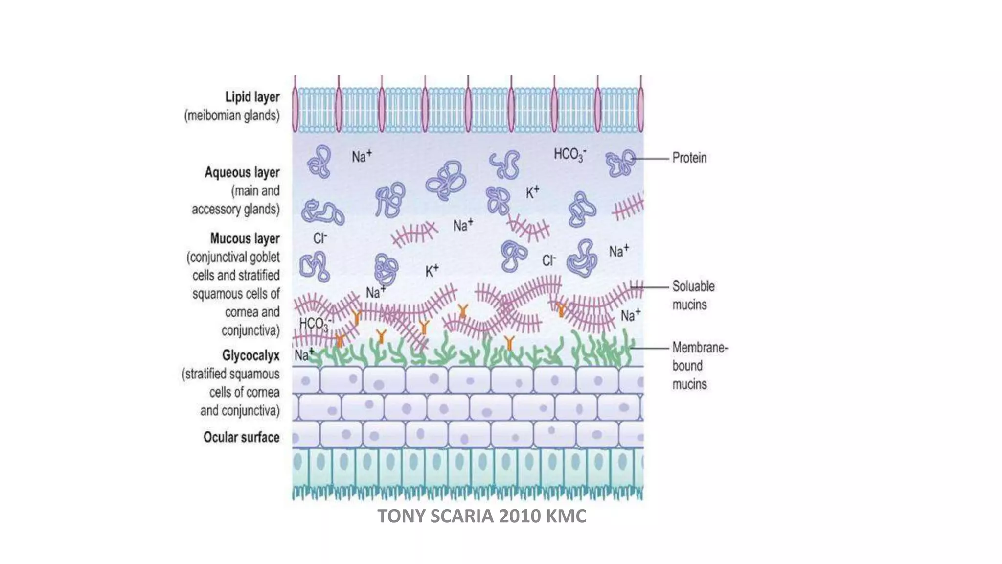 Cornea REVISION NOTES | PPT
