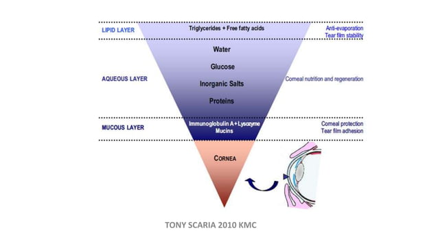 Cornea REVISION NOTES | PPT