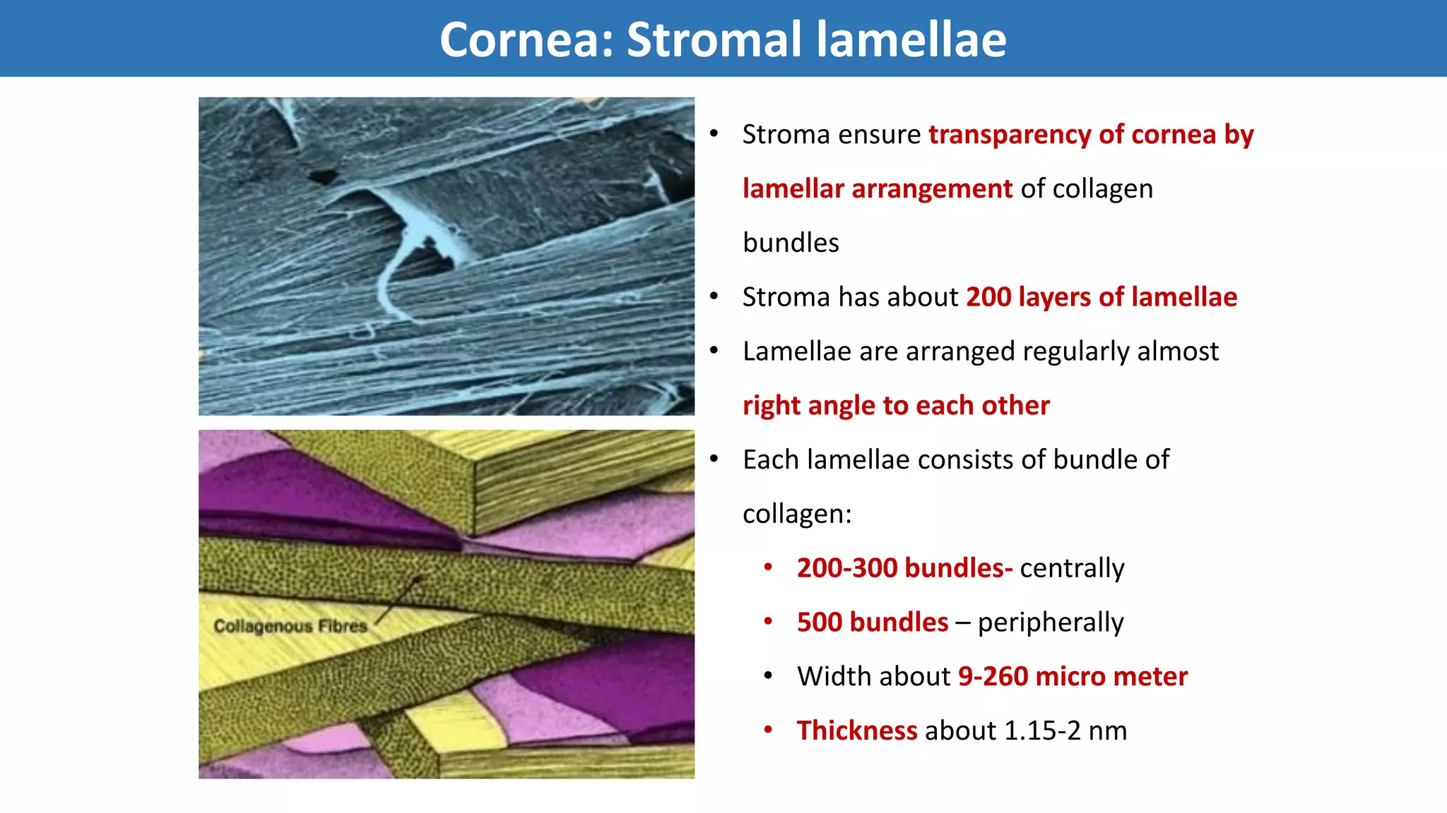 The Cornea | PDF