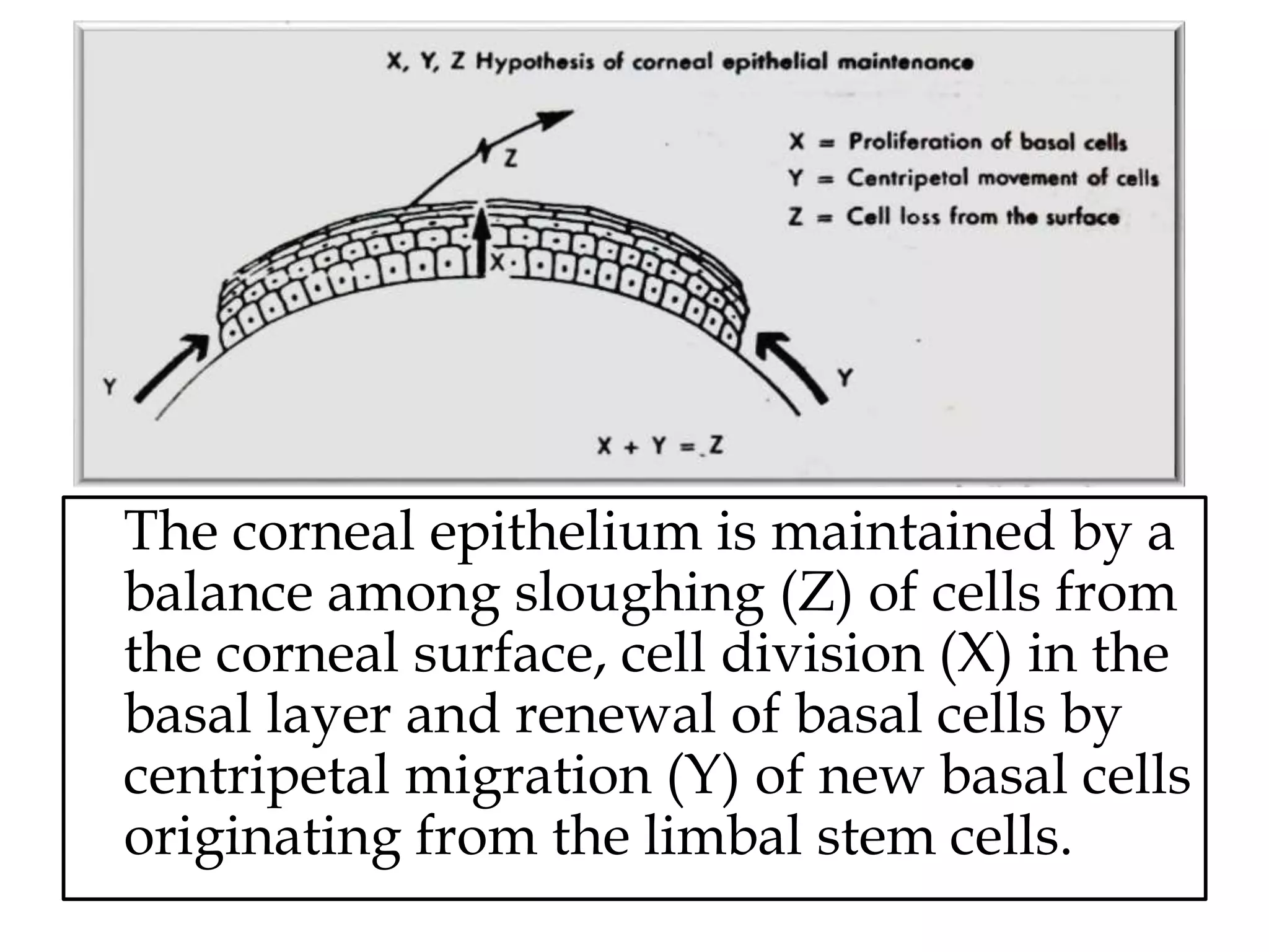 Cornea | PPTX