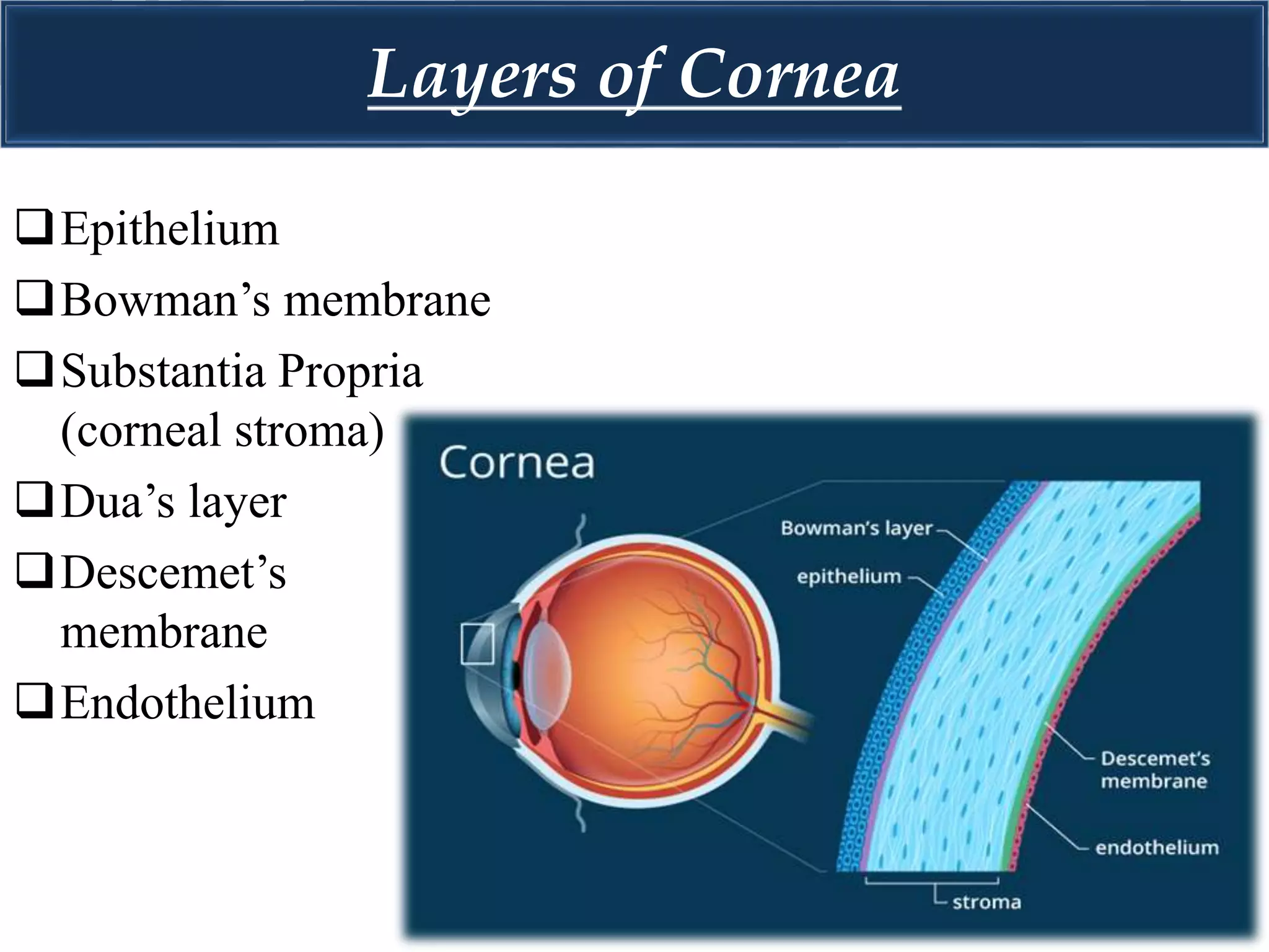 Cornea | PPTX