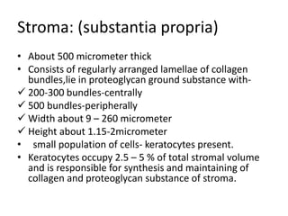 Cornea | PPTX | Eye and Vision Conditions | Diseases and Conditions