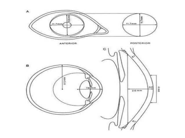 Cornea | PPTX | Eye and Vision Conditions | Diseases and Conditions