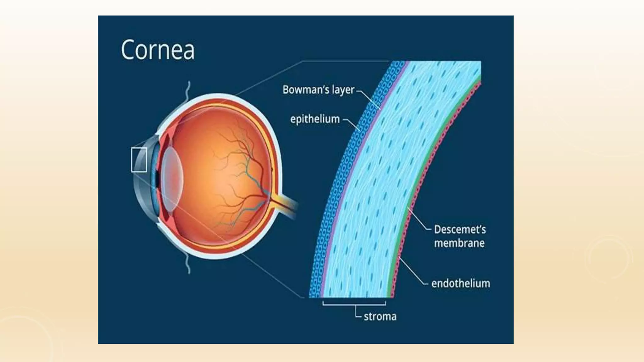 CORNEA.pptx