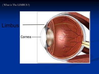 Cornea.ppt