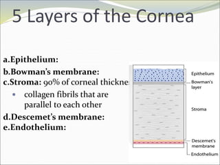 Cornea.ppt