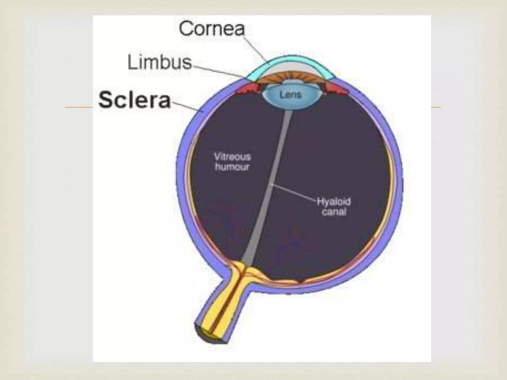cornea.pptx