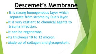 Anatomy of cornea | PPTX
