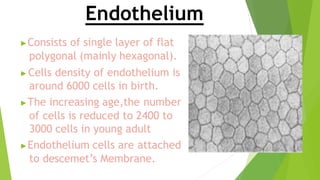 Anatomy of cornea | PPTX