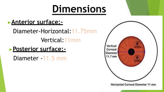 Anatomy of cornea | PPTX