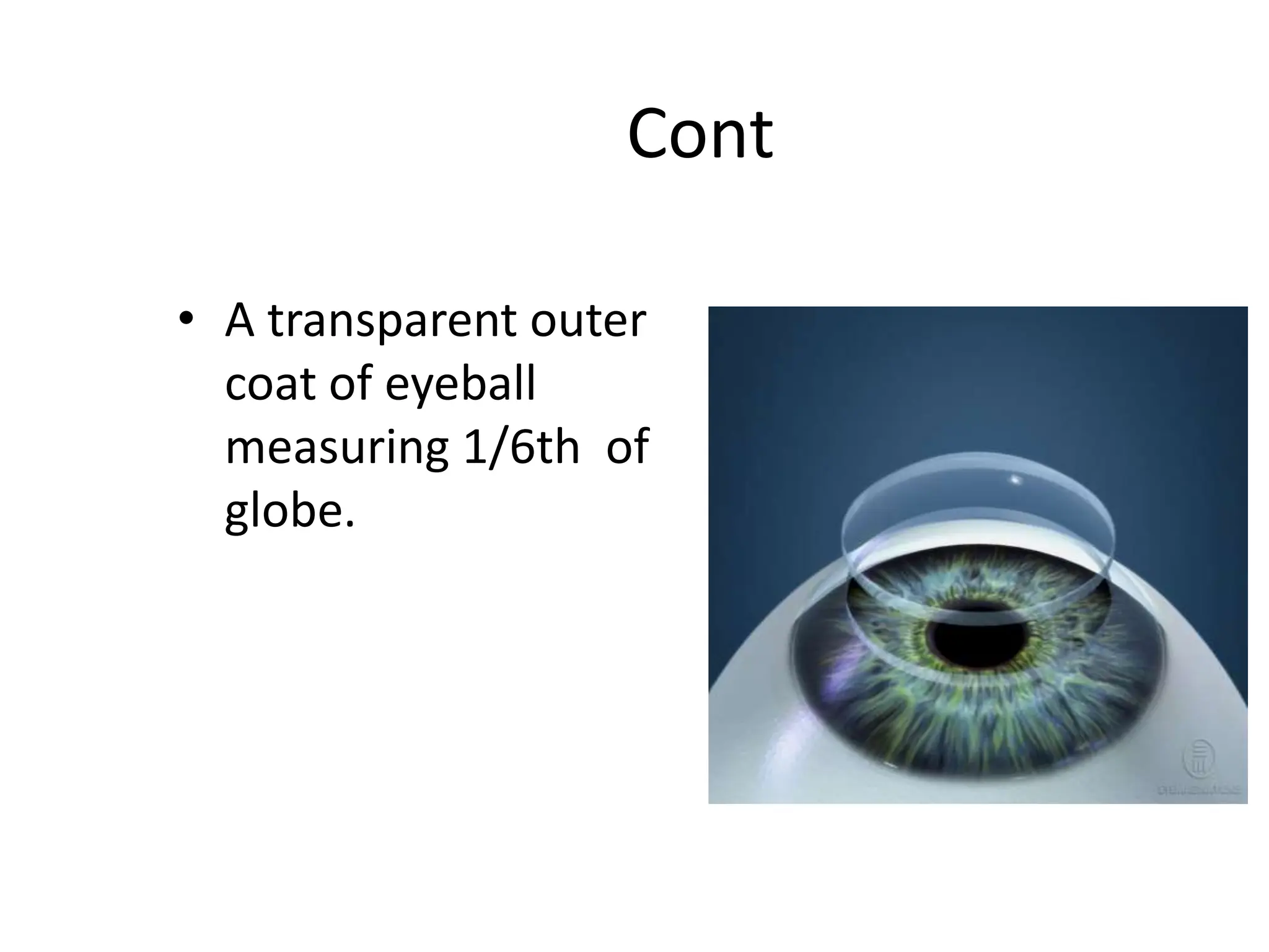 CORNEA.anatomy of cornea .ophthalmology lecture | PPT