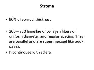CORNEA.anatomy of cornea .ophthalmology lecture | PPT