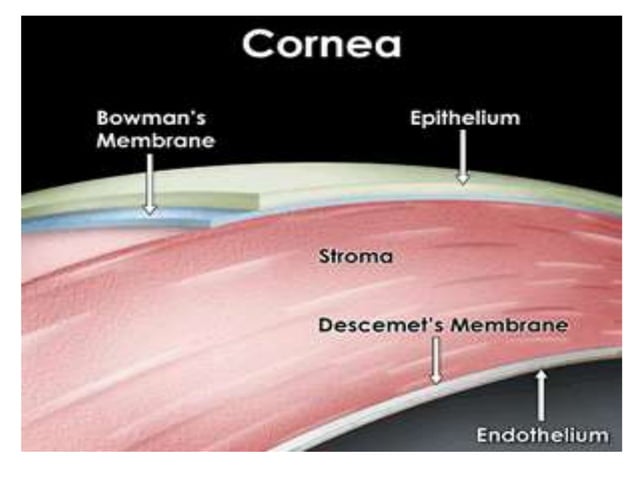 CORNEA.anatomy of cornea .ophthalmology lecture | PPT
