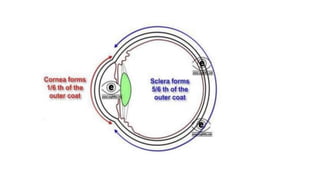 Cornea....... .pptx