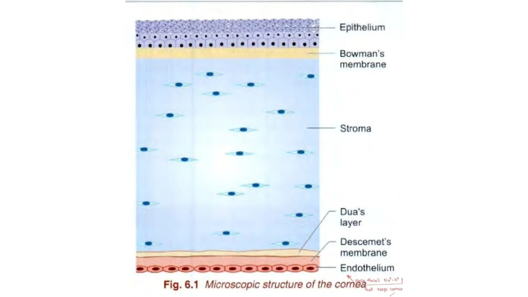 Cornea - Anatomy and Pathology - Pathology - Optometry | PPTX