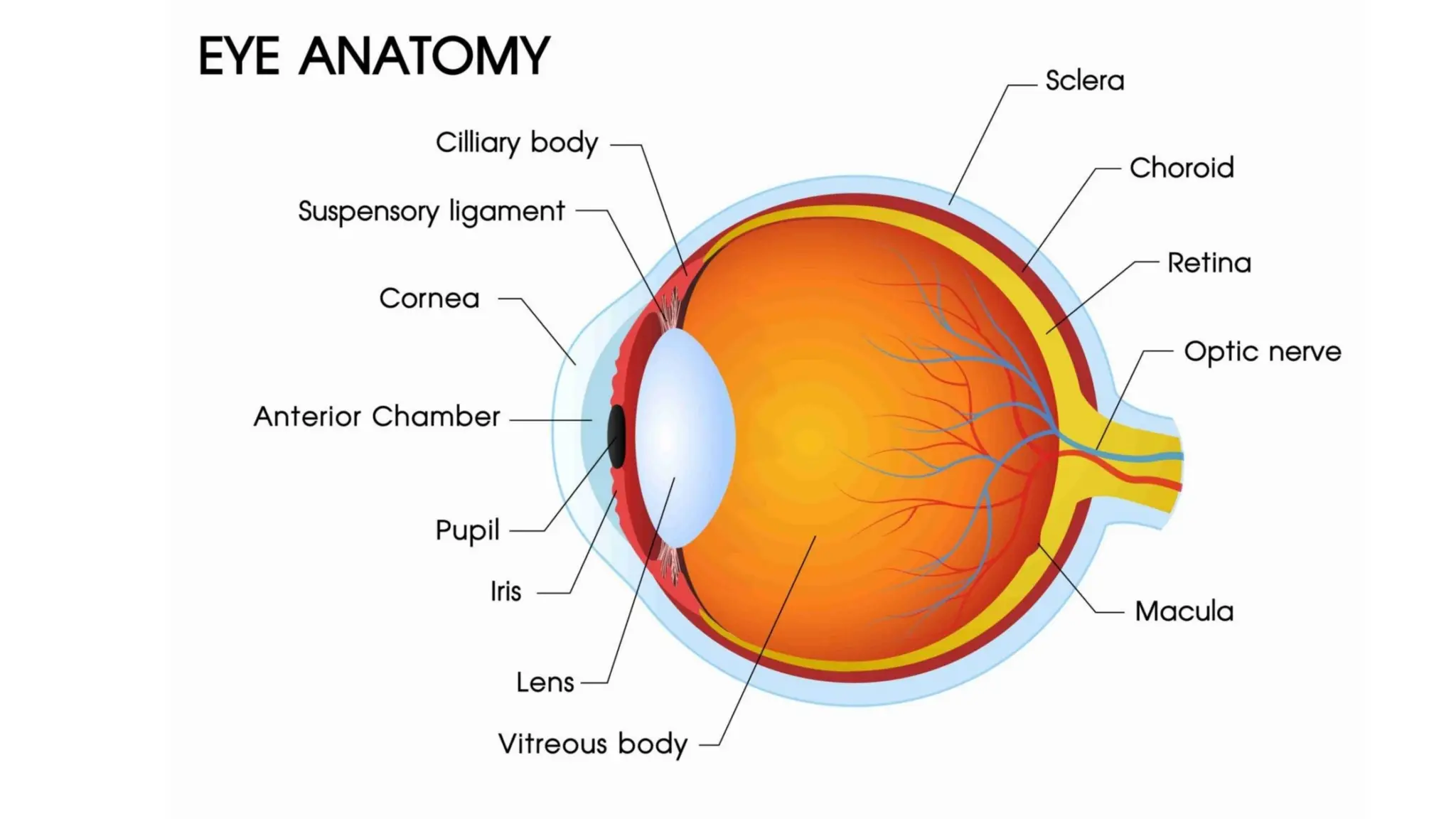 Cornea - Anatomy and Pathology - Pathology - Optometry | PPTX