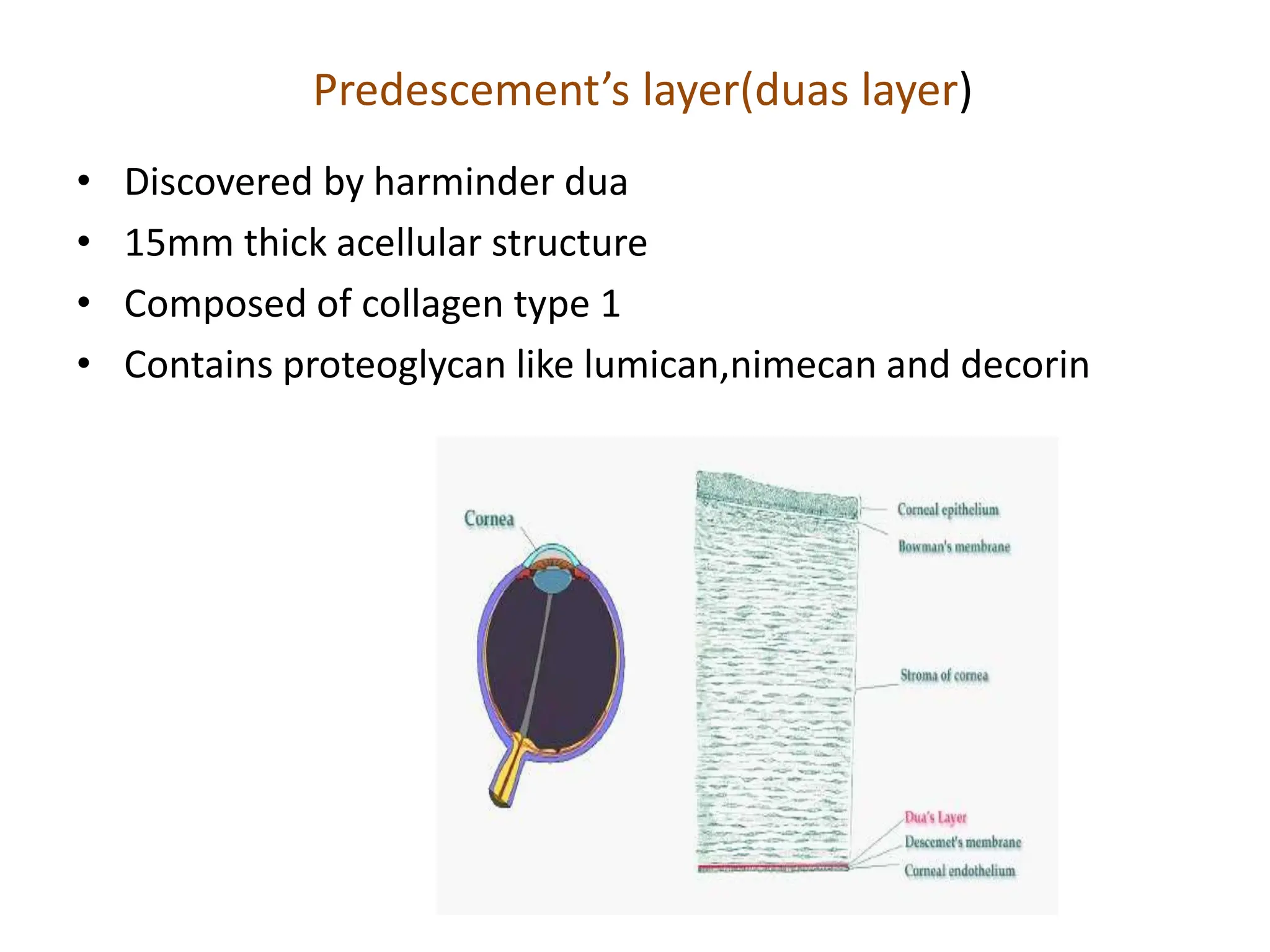 CORNEA-Anatomy,Corneal Transperency.pptx