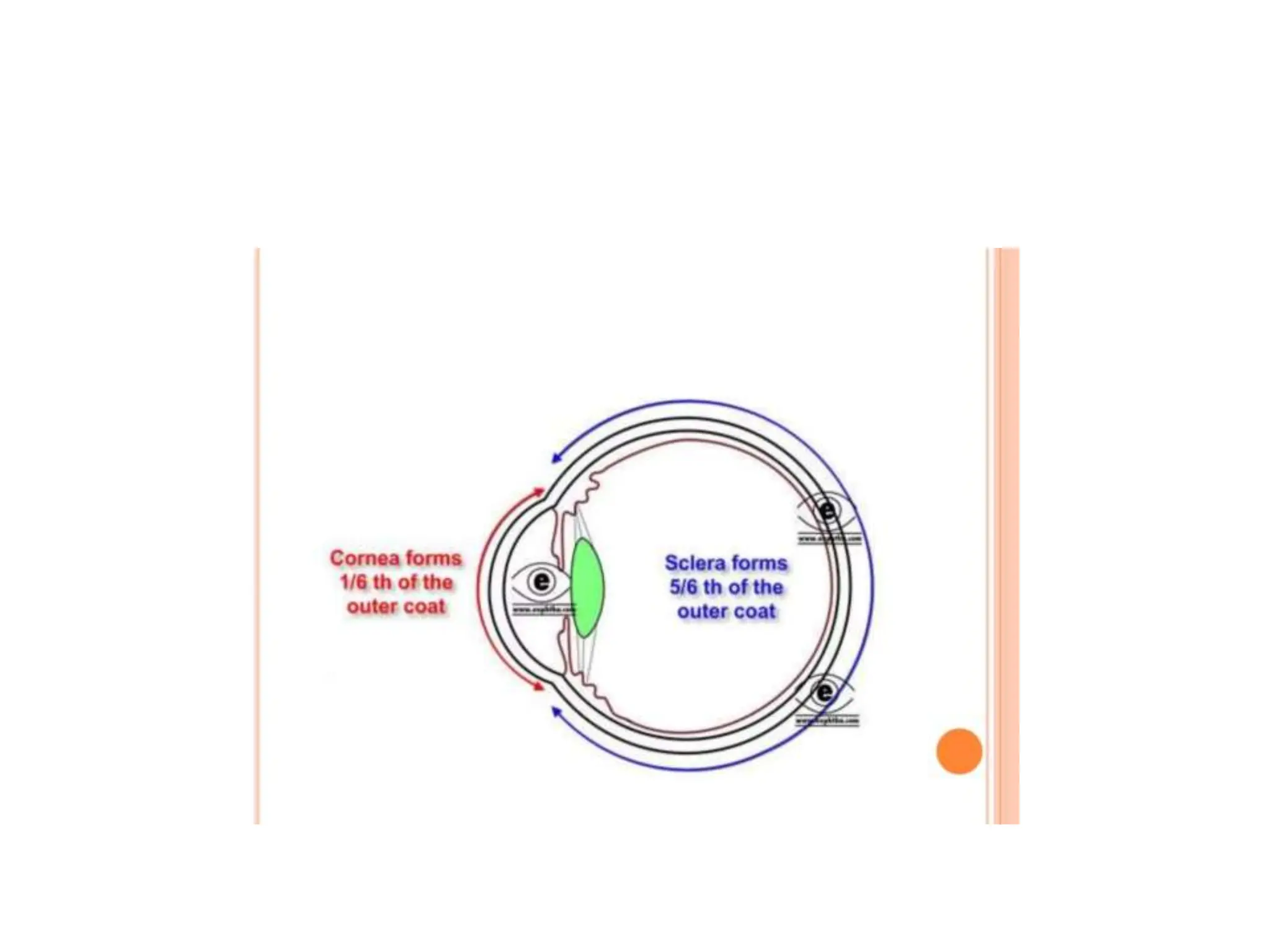 CORNEA-Anatomy,Corneal Transperency.pptx