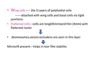 CORNEA-Anatomy,Corneal Transperency.pptx