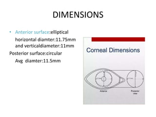CORNEA-Anatomy,Corneal Transperency.pptx