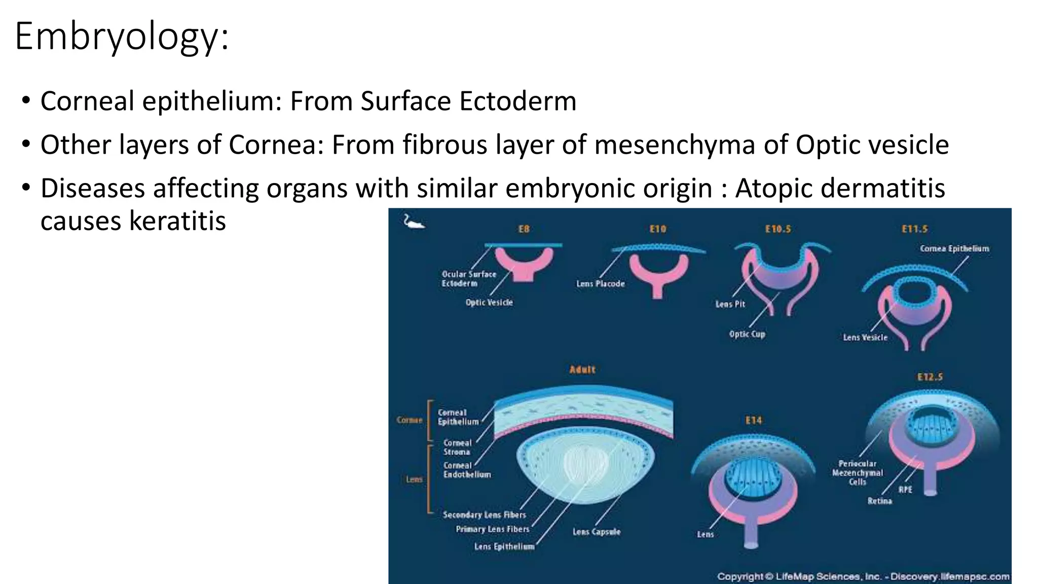 Cornea- Anatomy & Physiology.pptx