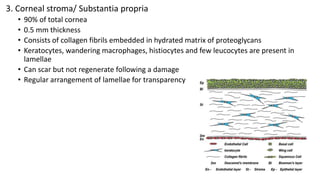 Cornea- Anatomy & Physiology.pptx