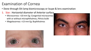 Cornea- Anatomy & Physiology.pptx