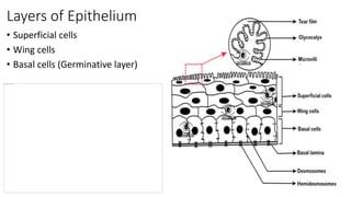 Cornea- Anatomy & Physiology.pptx