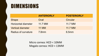 Cornea dr. feba mary george | PPT