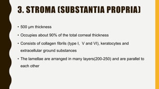 Cornea dr. feba mary george | PPT