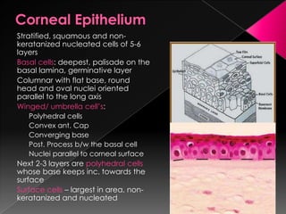 Cornea-M.B | PPTX