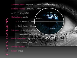 Cornea m.b | PPTX