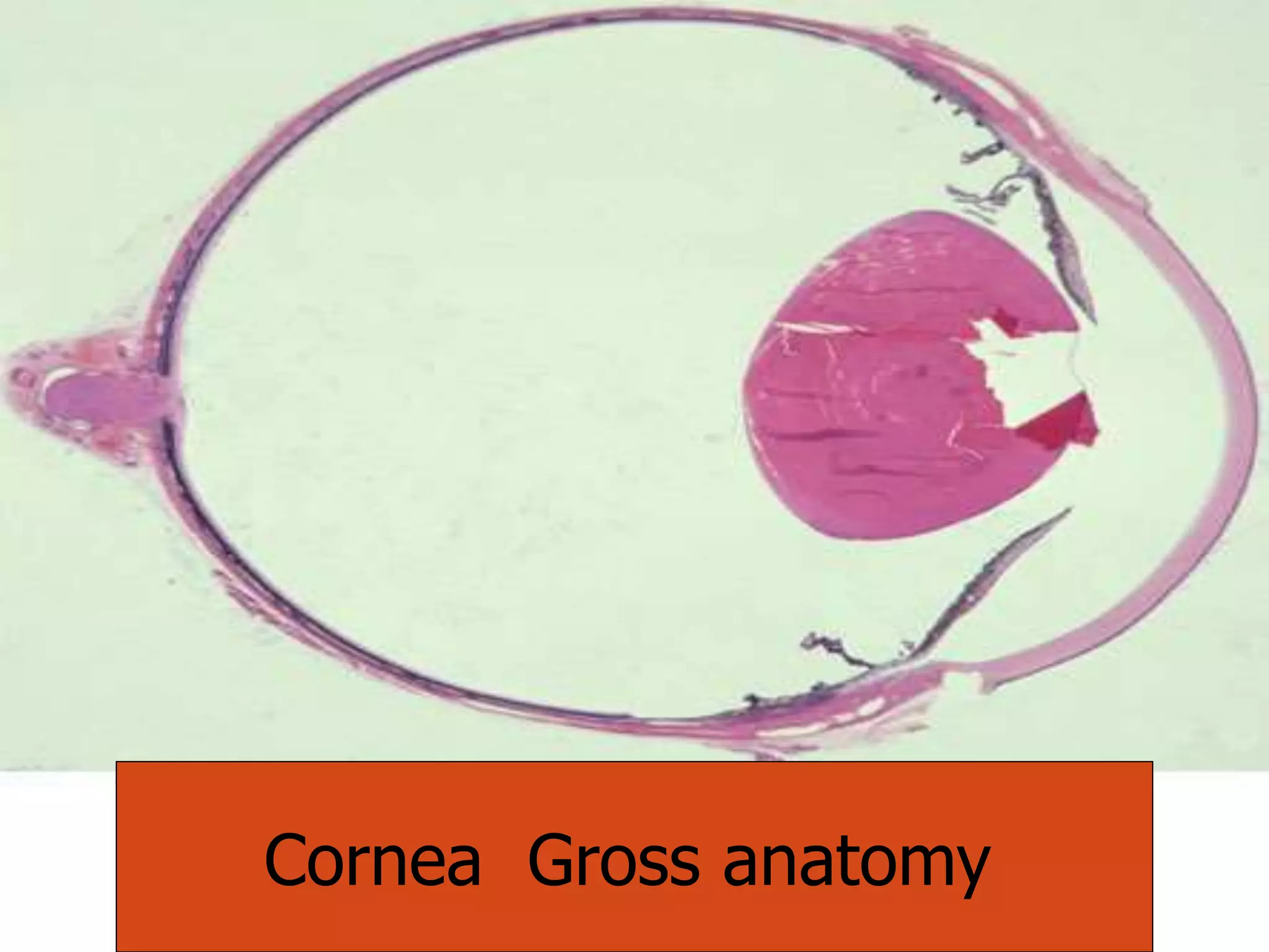 Cornea-Sclera.ppt