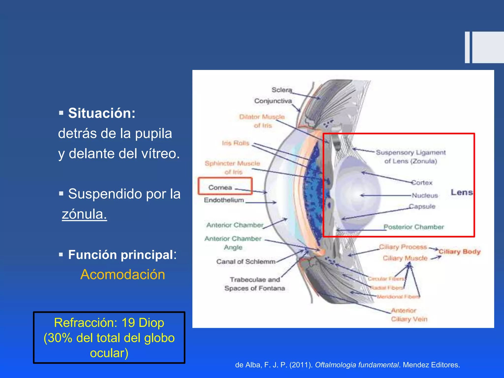 CATARATAS. AnatomÍa de Cornea y Cristalino. | PPTX