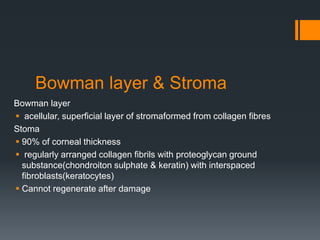 Cornea: Bacterial Keratitis | PPTX