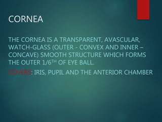 Cornea Basic | PPT