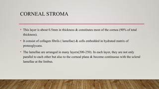 The Cornea: Structure, Function, layers of cornea | PPTX