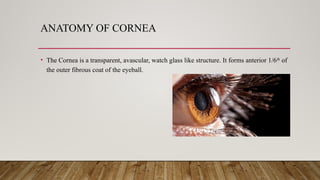 The Cornea: Structure, Function, layers of cornea | PPTX