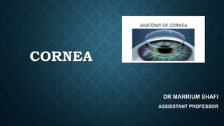 cornea 3 rd year 2023.pptx